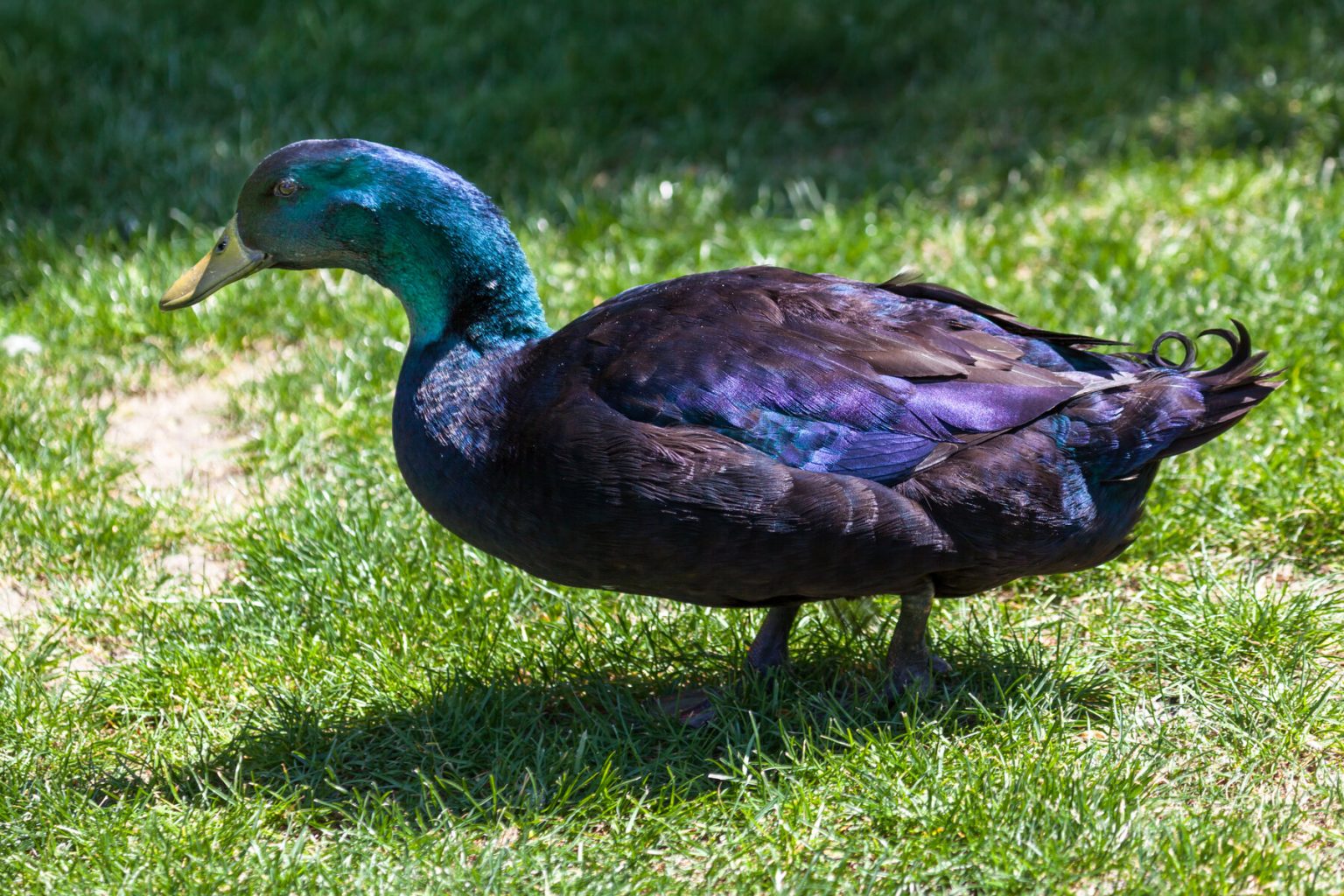 Breed Profile: Cayuga Duck - Backyard Poultry